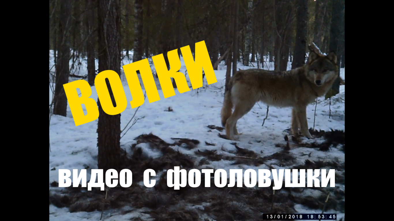 ВОЛКИ, ЛИСА, ВОРОН. Кадры с фотоловушки. Апрель 2020г.