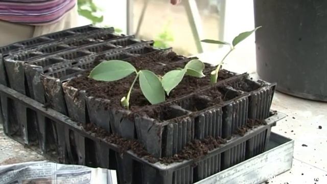 Как черенковать розы?