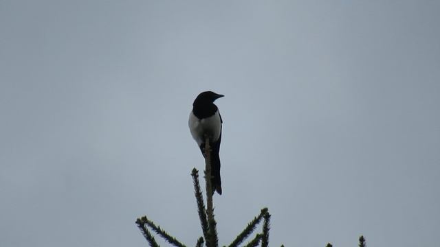 Как сорока каркает