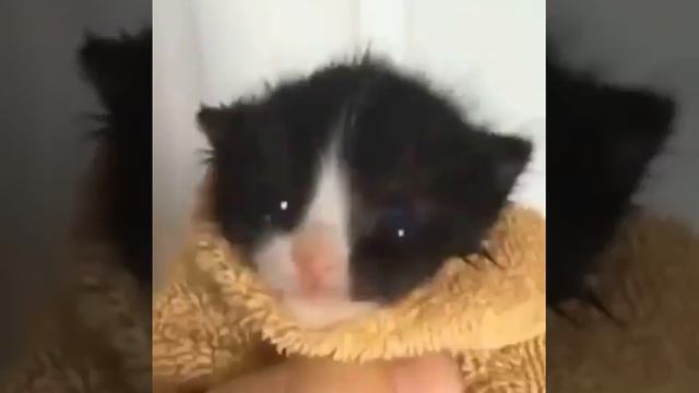 Дуэт с котёнком