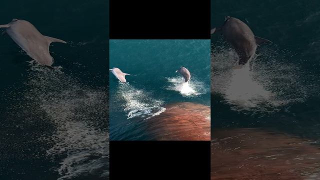Открытое море 2