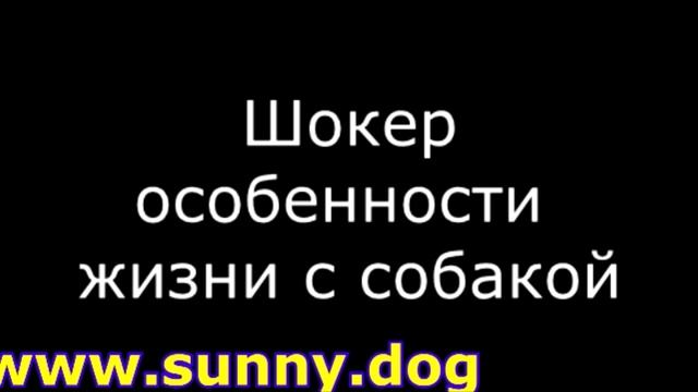 Нападение на вашу собаку на прогулке
