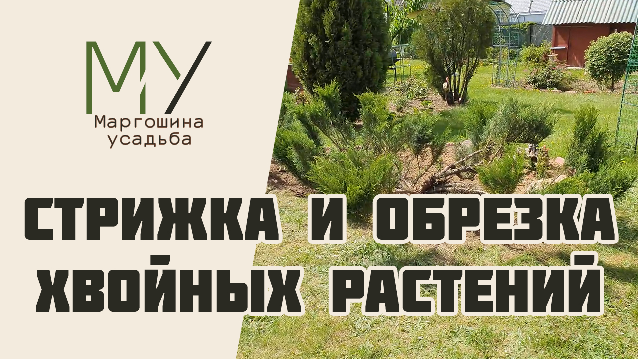 Стрижка и обрезка хвойных растений
