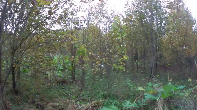 Вальдшнеп 30_09_21