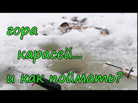 Как наловить много карасей зимой.
