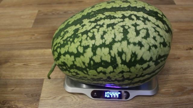 Самые крупные арбузы открытого грунта. Сезон 2021
