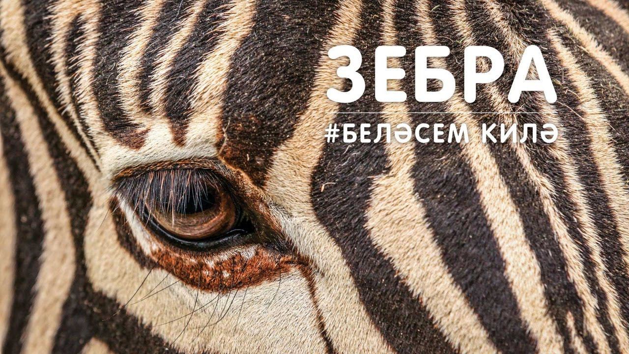 БЕЛӘСЕМ КИЛӘ: зебра / Африка хайваннары / Изучаем с малышами животных