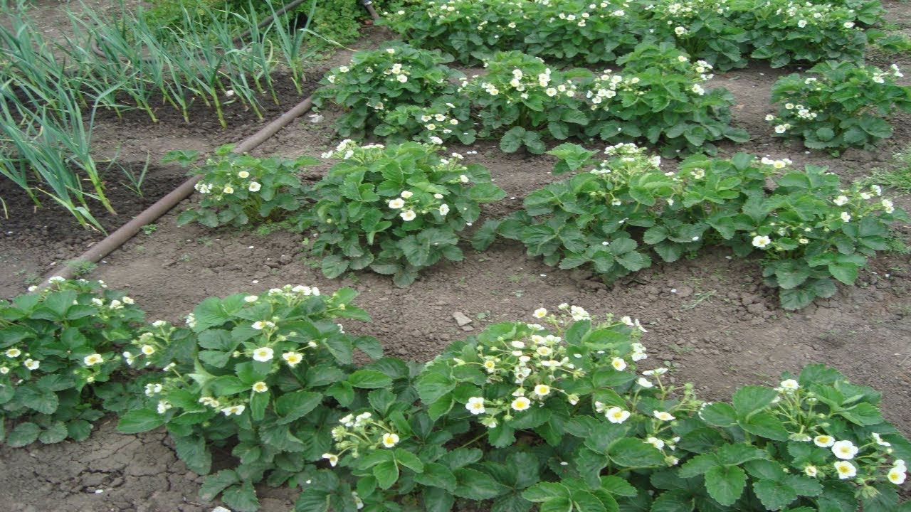 ВТОРАЯ ВЕСЕННЯЯ  ПОДКОРМКА  КЛУБНИКИ ЧЕМ ПОДКОРМИТЬ КЛУБНИКУ ВТОРОЙ РАЗ