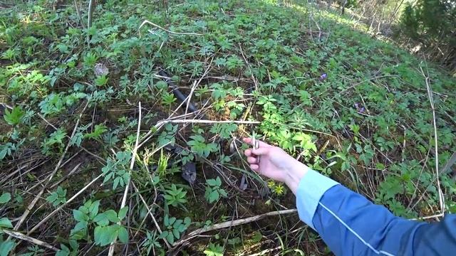 Потомки вымерших гигантов. Собираем пистики.