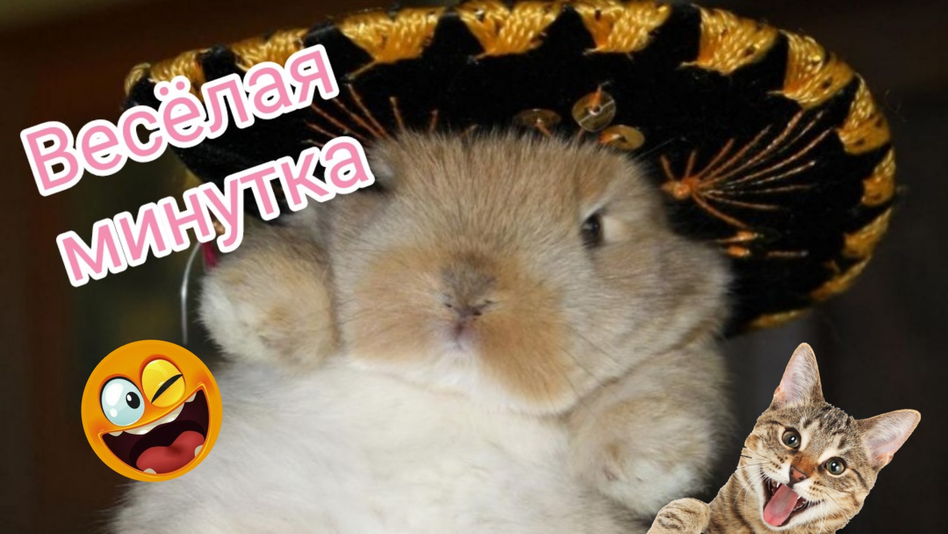 205. Веселая минутка. Как хорошо мы жили пару лет тому назад...#4