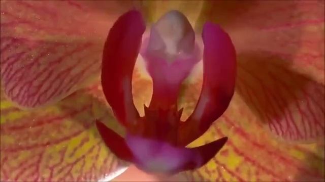 Надя С Днём Рождения !