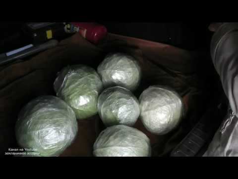 КАК СОХРАНИТЬ КАПУСТУ В СВЕЖЕМ ВИДЕ ДО ВЕСНЫ