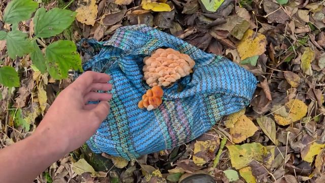 ОТец ищет грибы 29 октября. Первые зимние