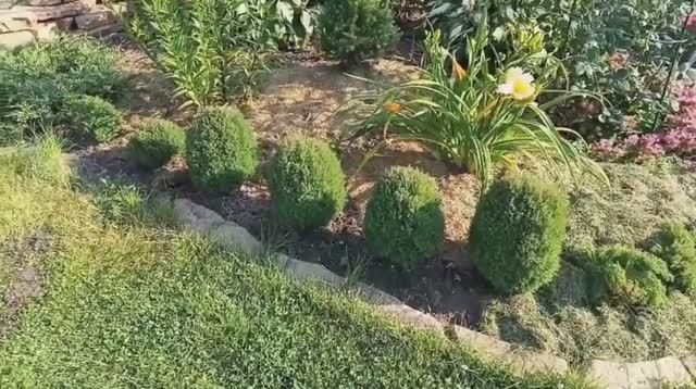 Туя западная Тедди, что делать с развалившимся кустом