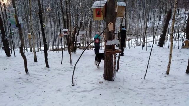 Нефтекамск. Птичьи кормушки зимой.