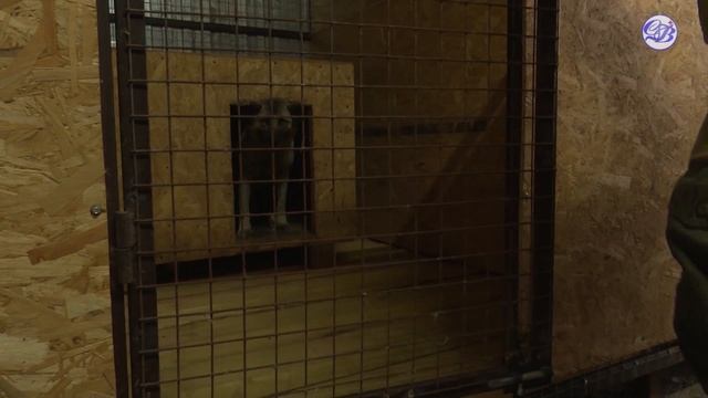 Главная тема. Бешенство 13.10.2021