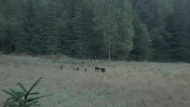 Медведь. Медведица и три медвежонка. Превью