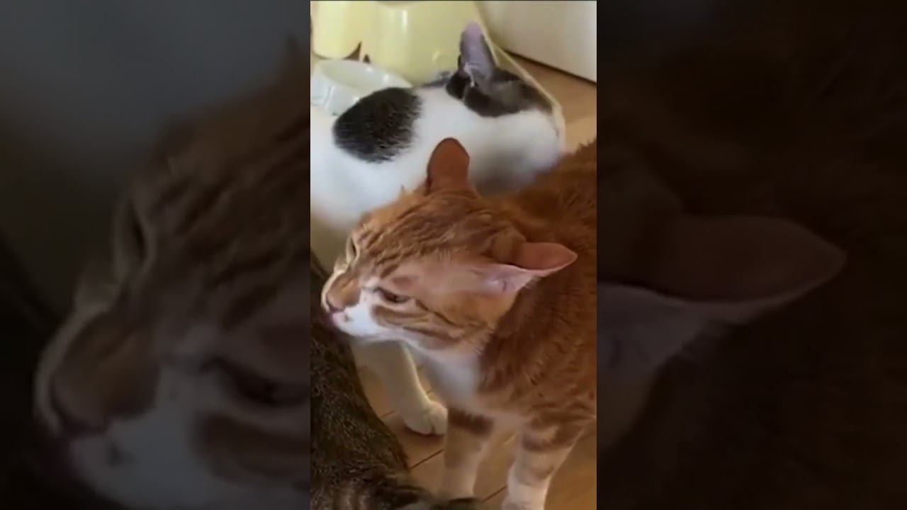 Смешные животные/ Модный кот #shorts #животные #кошки #собаки  #животные