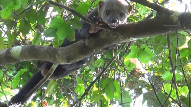 Тайра – огромная и прожорливая куница..mp4