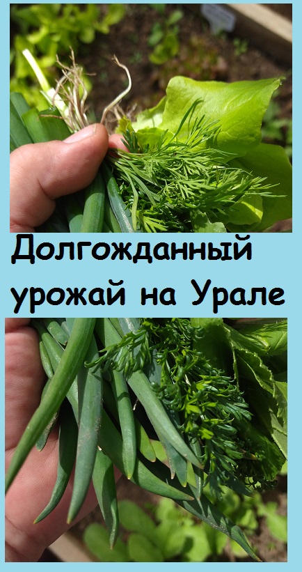 Сняла ПЕРВЫЙ УРОЖАЙ на грядах огорода и в теплице, очень приятный момент!
#сад #цветы #дача #огород