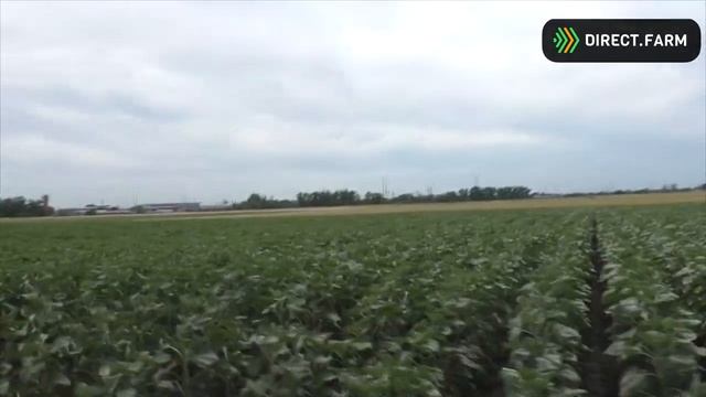 4 видео. Эксперимент 2022  Различия между вариантами