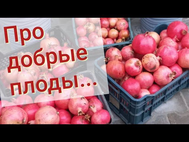 ПРО ГРАНАТ И ДОБРЫЕ ПЛОДЫ | размышления