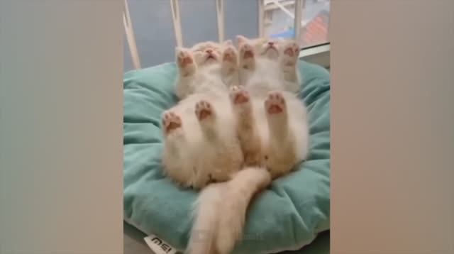 Приколы с котами и собаками #42