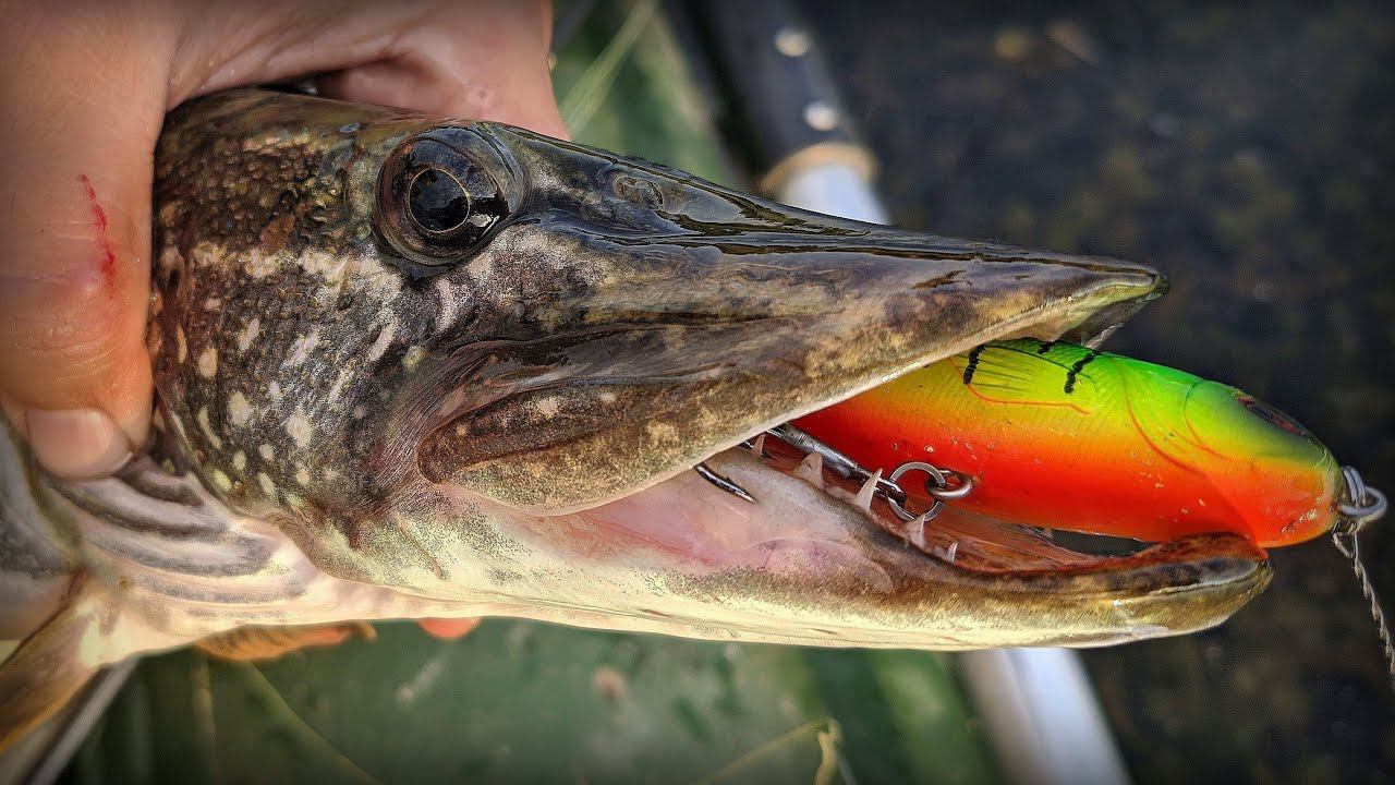 Whopper Plopper в деле!  #shorts