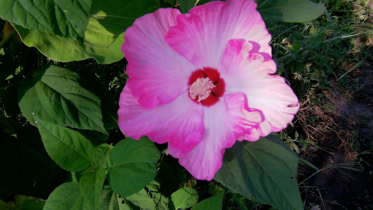 Послали за помидорами а я заснял цветы