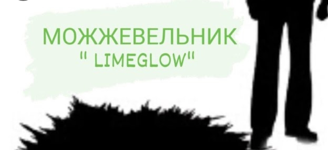 Можжевельник горизонтальный Лайм Глоу "Limeglow"