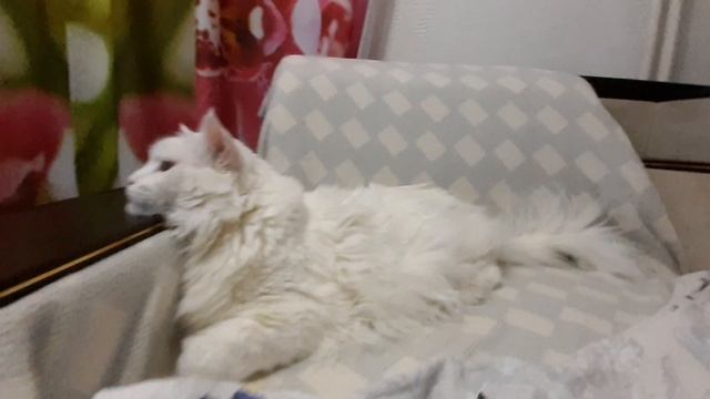 Мейн-куны смотрят телевизор ?