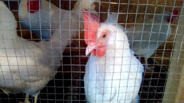 2018г.Обзор хозяйства,октябрь.