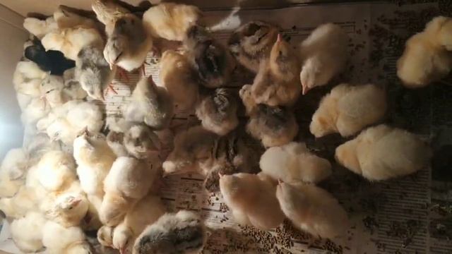 Инкубатор #цыплята 3-20 часов #сестра птицевод #Incubator #chickens is 3-20 hours #sister farmer