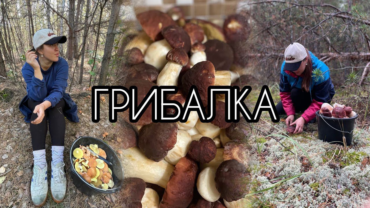 ГРИБАЛКА по-кургански/ выкручиваем грибы, а не срезаем  / сбор в лесу маслята рыжики белый гриб