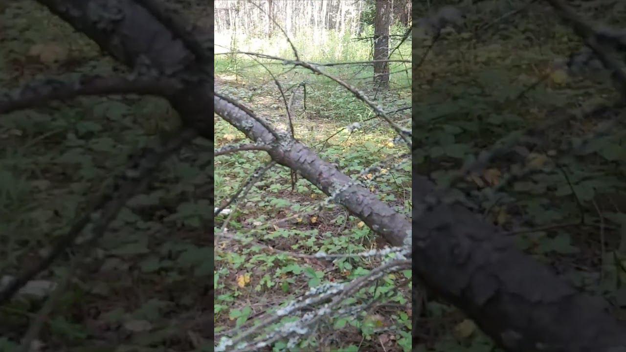 Сосновый лес, полный земляники #земляника #ягода #лесная