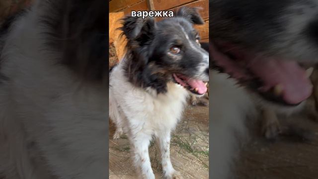 Ричи ищет дом