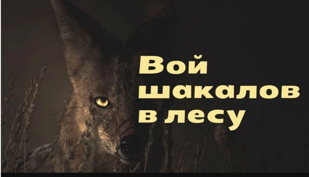 Вой шакалов в лесу