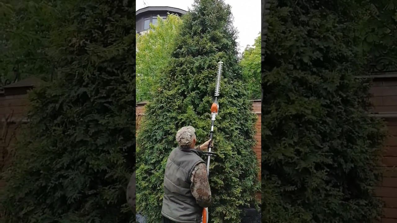 Стрижка туи высоторезом. Не боимся и стрижем. #шортс #diy #топиар #топиарий