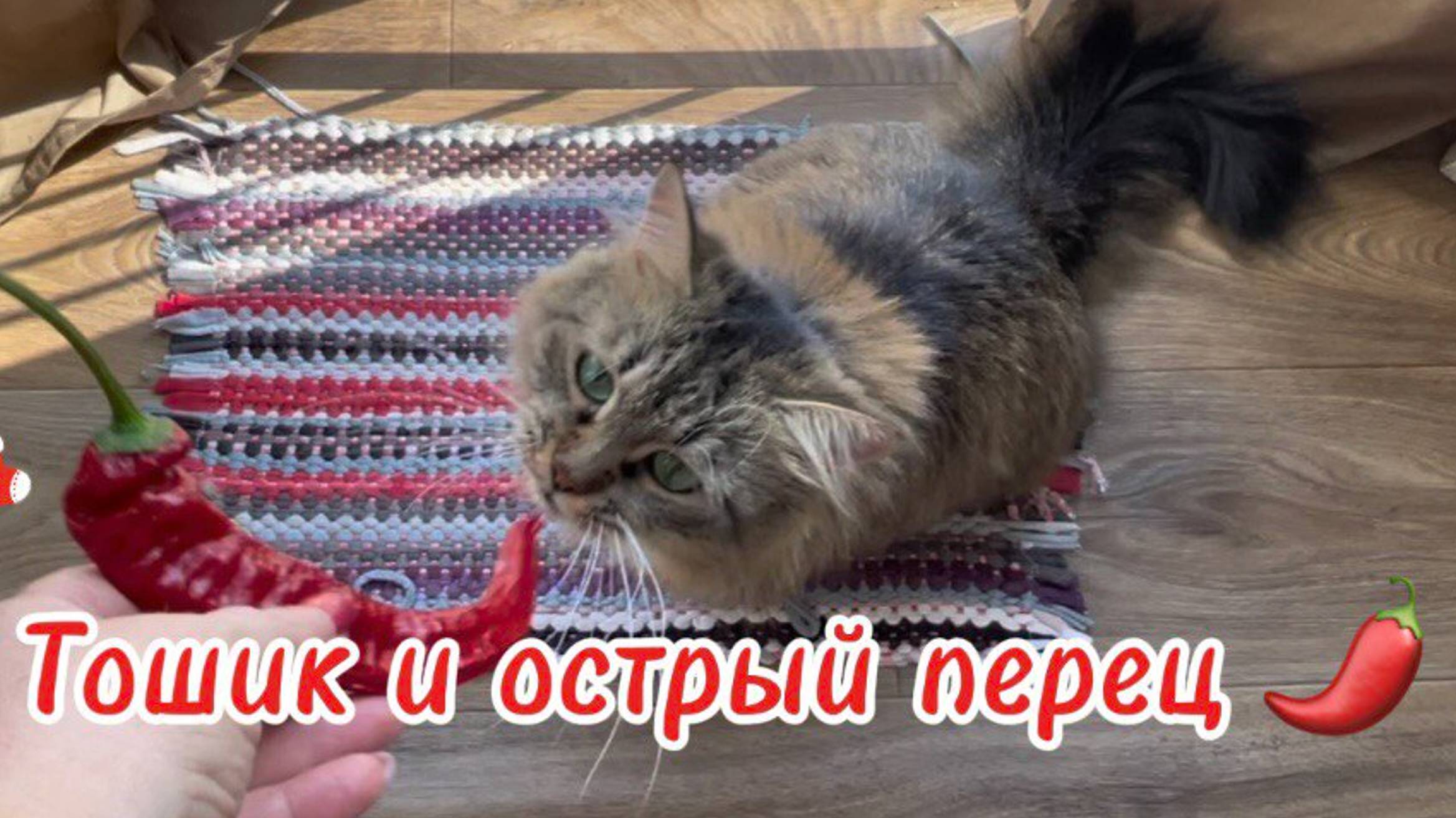 С чем любит играть ваш котик