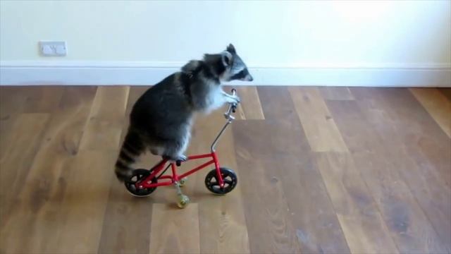 Подборка Лучших приколов  ЕНОТОВ!