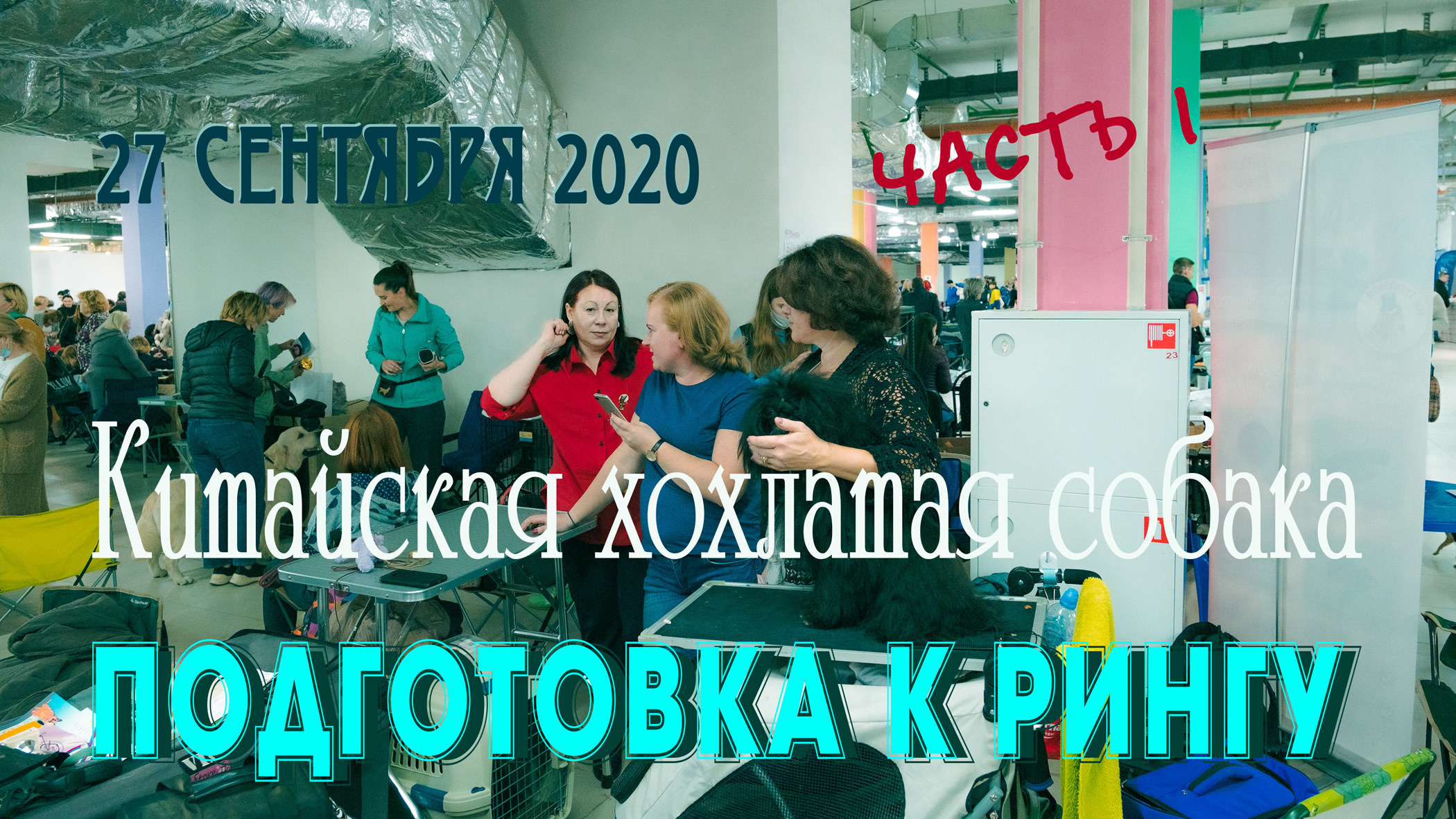 КХС. Монопородка. 27.09.2020 Подготовка к рингу