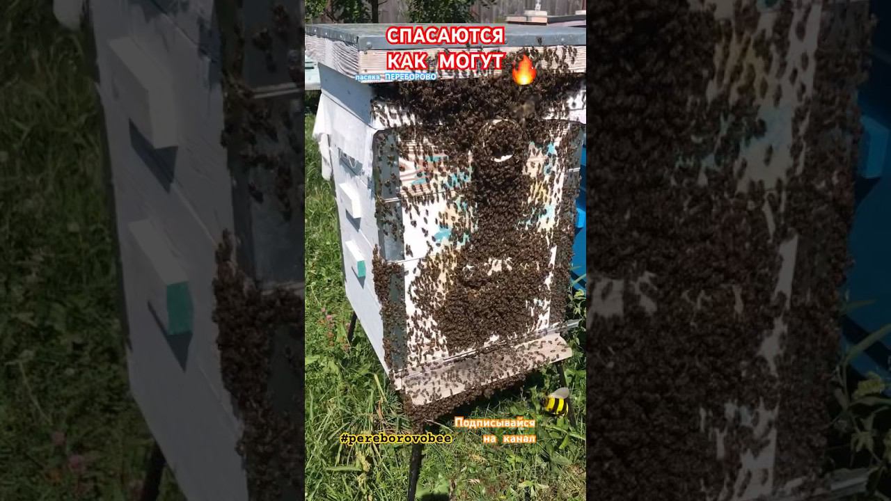 Спасаются как могут! ПАСЕКА! #pereborovobee #пасека #пчеловодство #beekeeping #матковод #honey #bee
