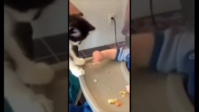 Funny animals 27#Shorts.mp4