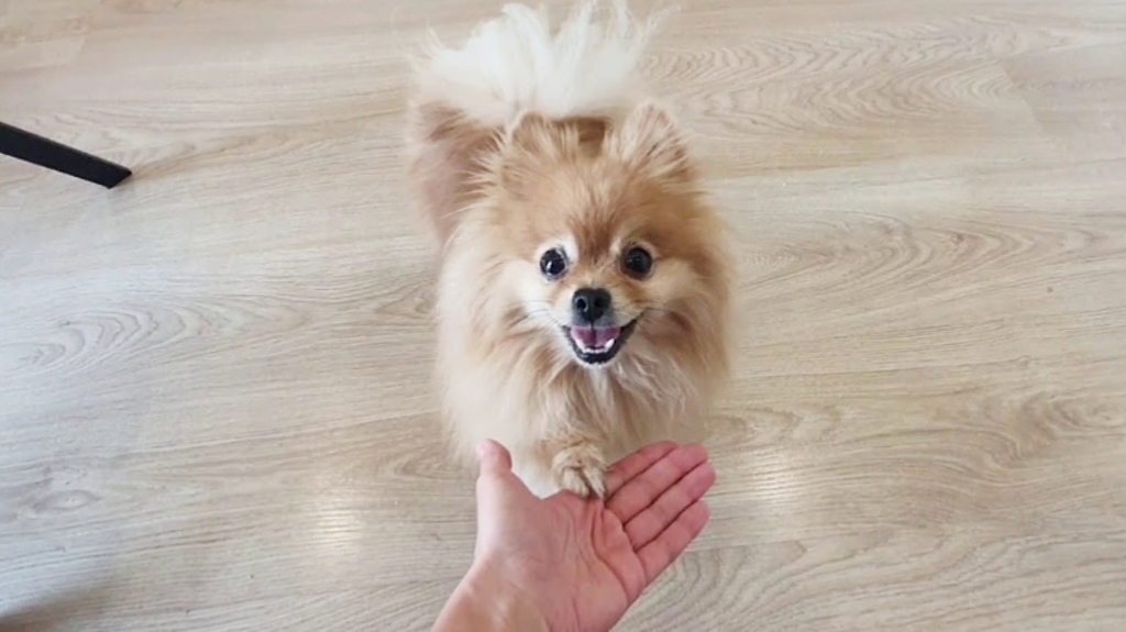 Шпиц поочередно даёт одну и две лапы!