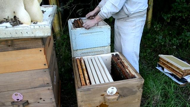 Пересаживаем из пеноулика в деревянный