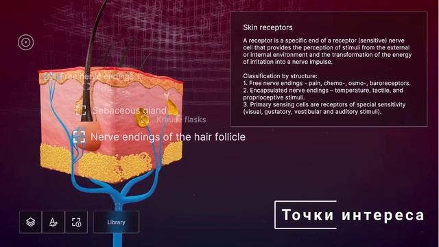 SYSTEMA. «Анатомический атлас» доступен на портале «1С:Урок»!