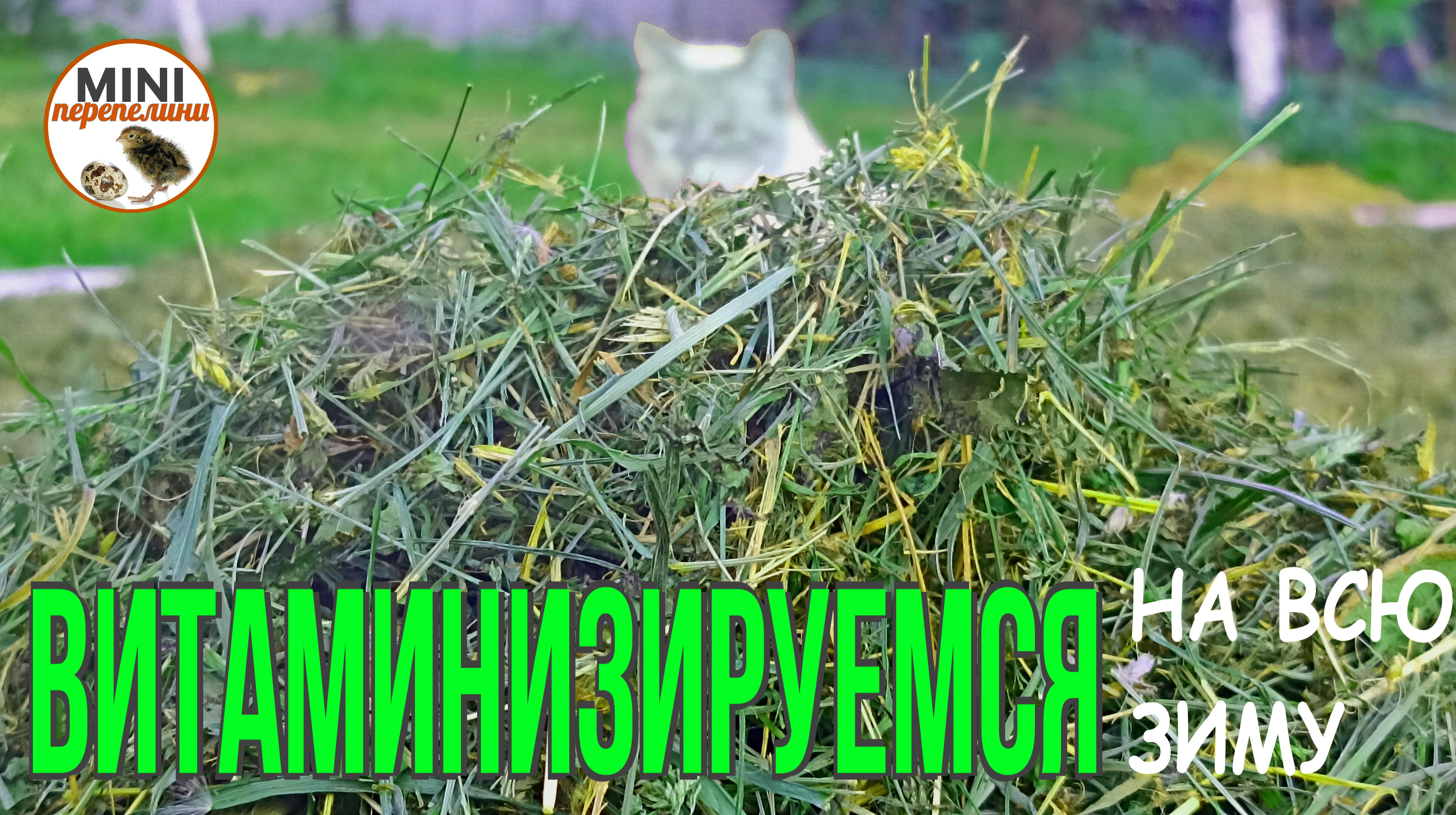 Заготавливаем бесплатные витамины на зиму. Измельченное сено.