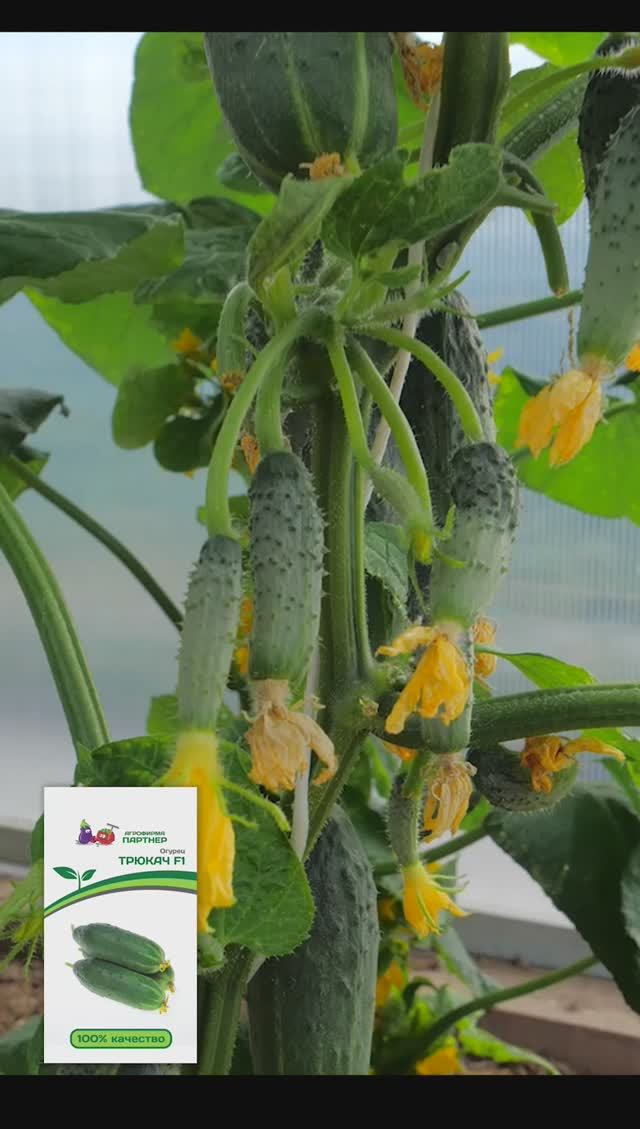 Огурчик Трюкач - классный малыш