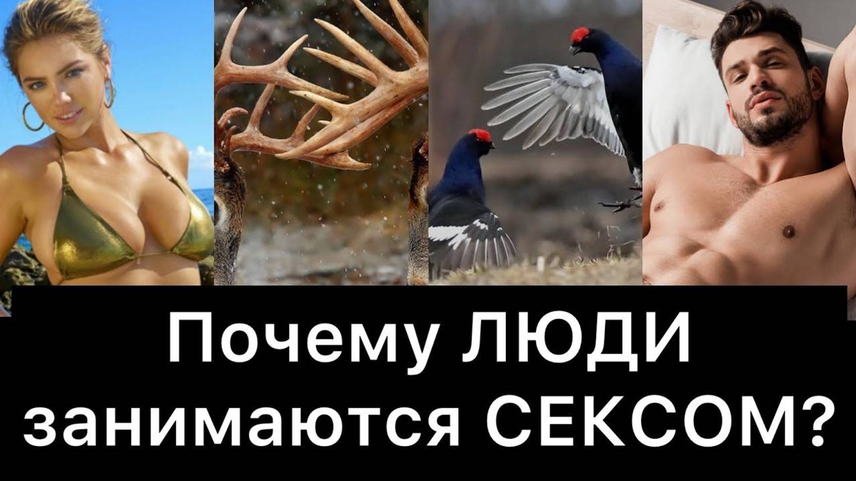 Почему люди занимаются сексом (Половое поведение)