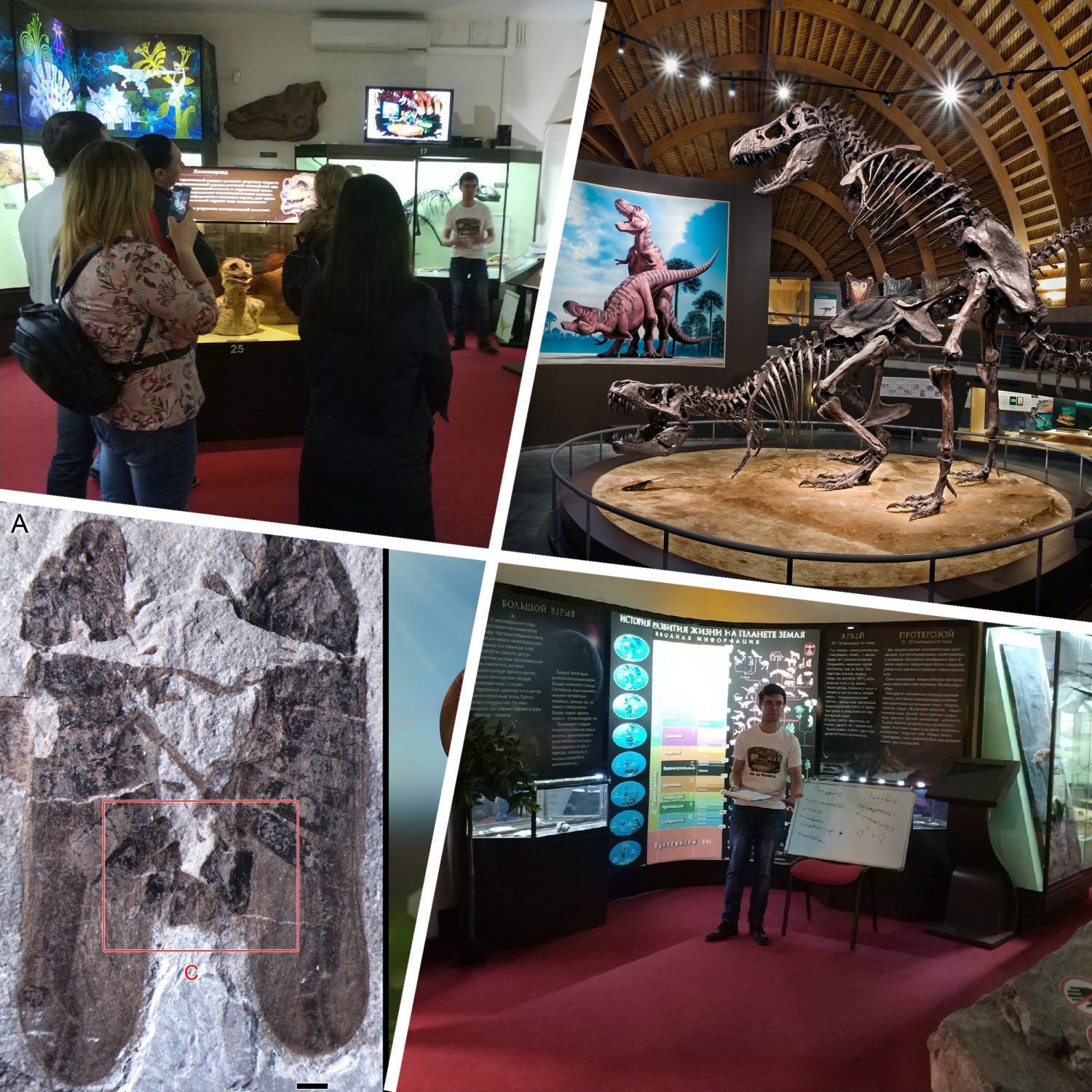 Экскурсия Вятского палеонтологического "Секс до человека". Видеосюжет ТК Девятка-ТВ. 2022 год